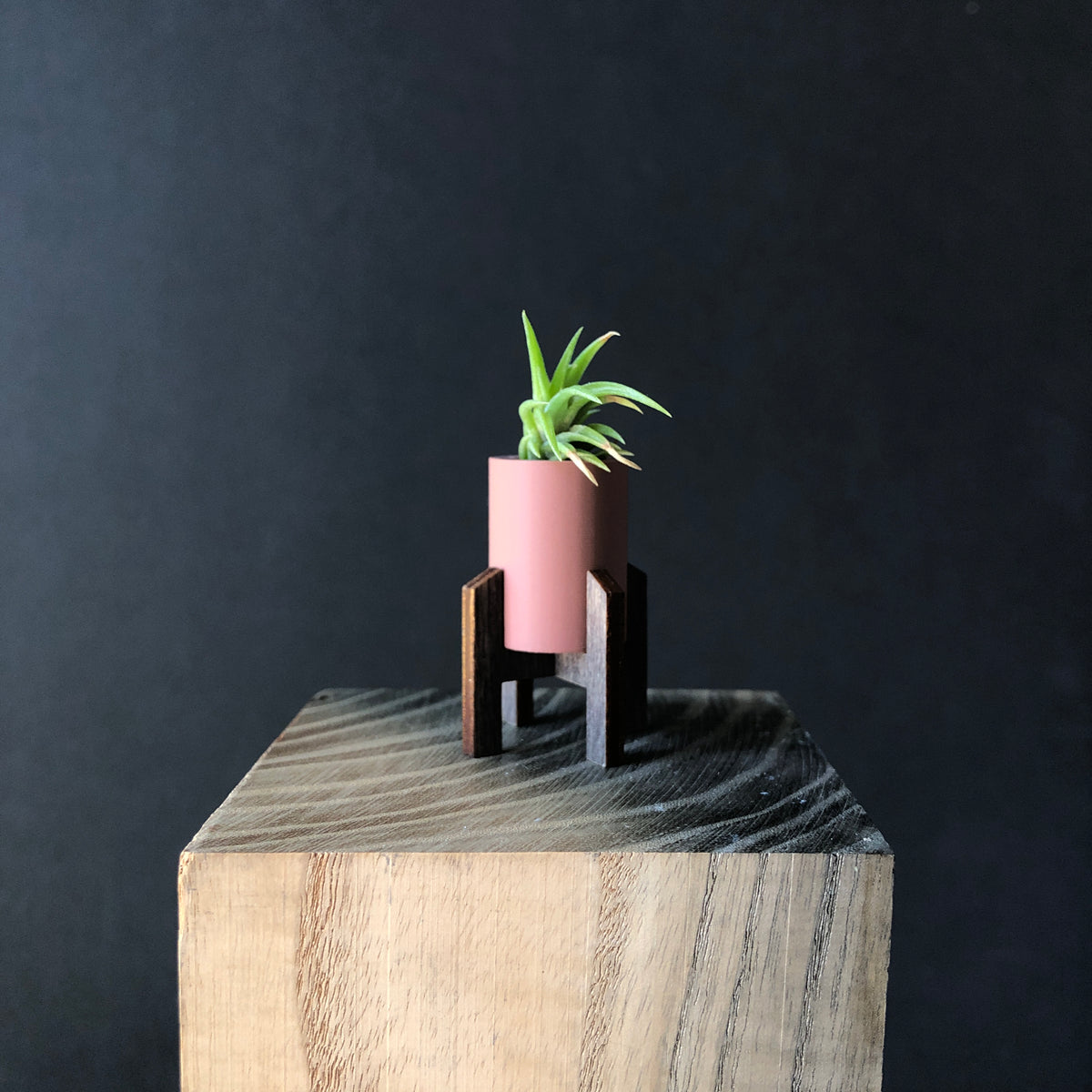 Mid Mod Mini Air Plant Holder + Live Mini Air Plant, Terracotta – So ...
